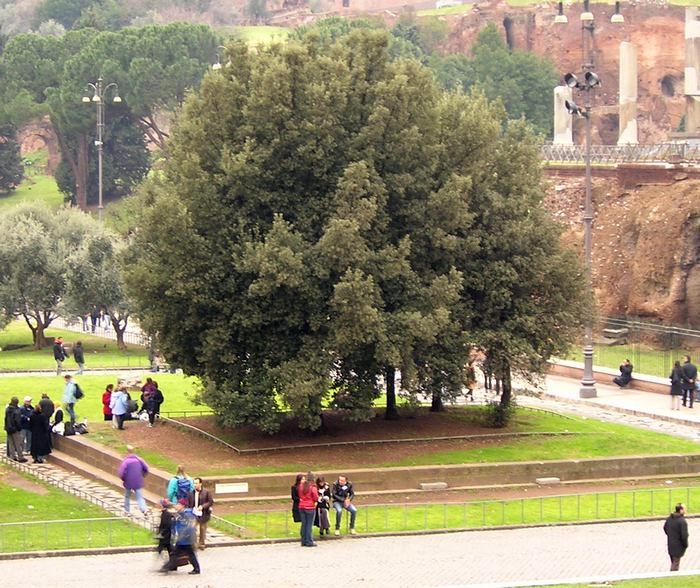 De Colossus van Nero - Mainzer Beobachter